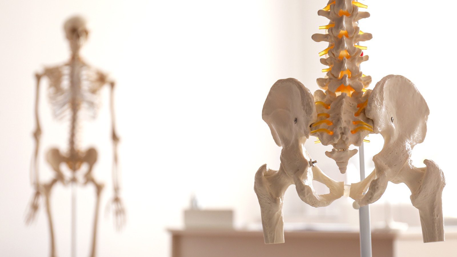 Here's Why Humans Have Tailbones