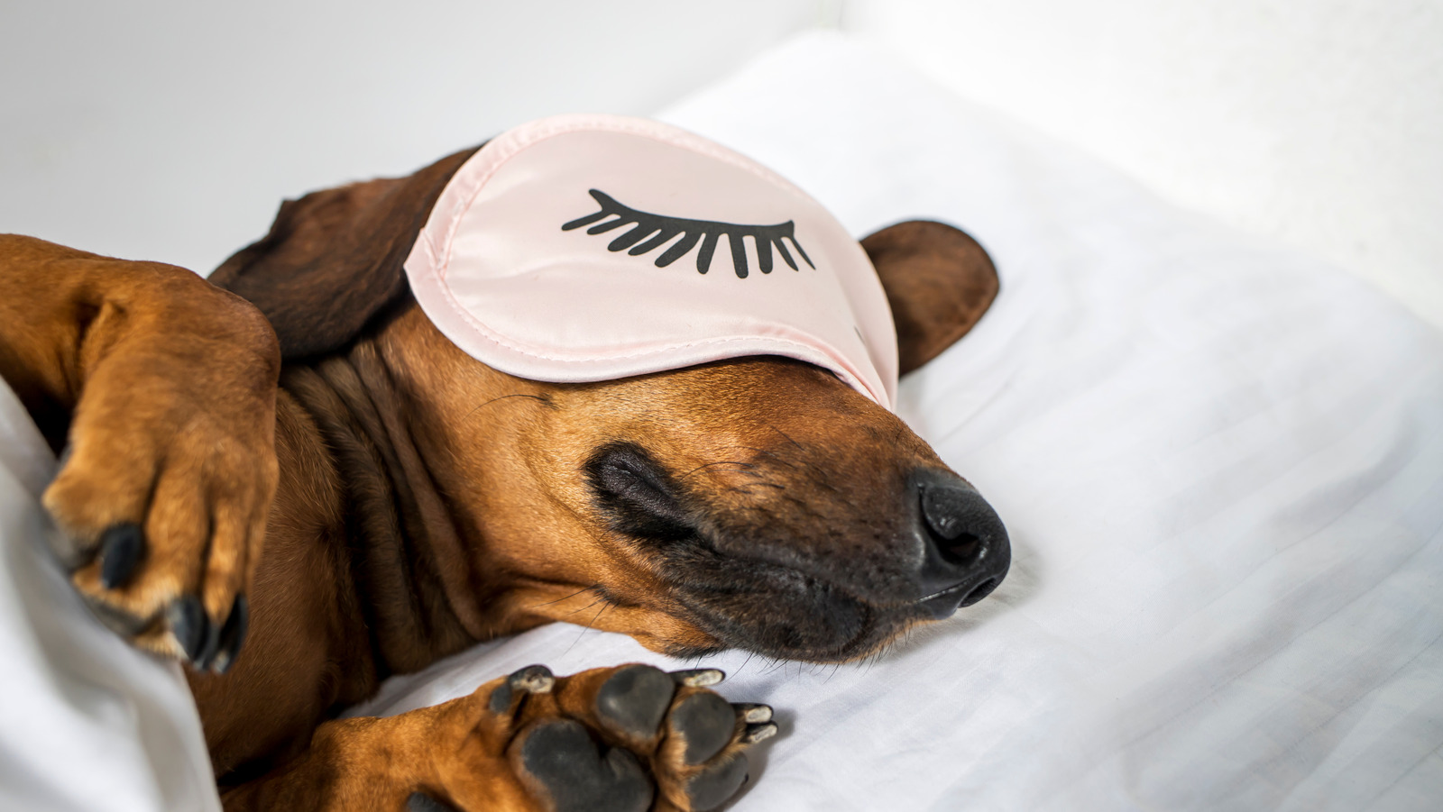 Sleep Apnea Mask For Dogs