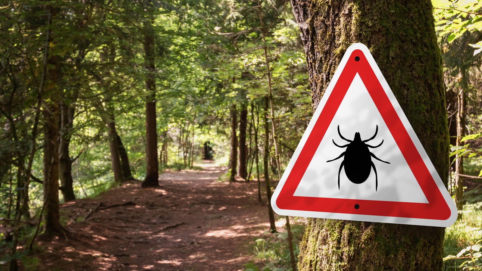 What Are The Symptoms Of Lyme Arthritis